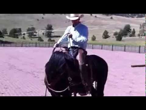 Bitless Sidepull by Justin Dunn