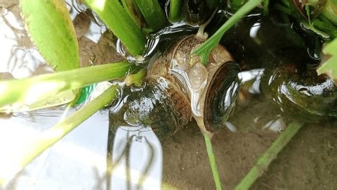 clip-3989030727-pomacea-maculata-species-freshwater-snail-gastropod-mollusk