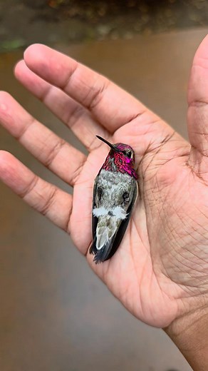 Bye! Letting a male Anna's Hummingbird go after banding . . #hummingbird #UCR #hummingbirdlab #birdlab #ornithology #birdlife #hummingbirdlove | Soumyadeep Chatterjee