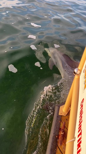 18K views · 410 reactions | Pure joy with a dolphin escort aboard Cruisin' Tikis Key Largo.   JoNell Modys | The Florida Keys & Key West | Facebook