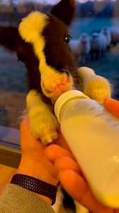 Slow, calm, and peaceful—just a gentle routine captured up close. #cuteminipets #petsafety #viralreel #petsoftiktok #fyp #voulunteerwork | Cute Mini Pets