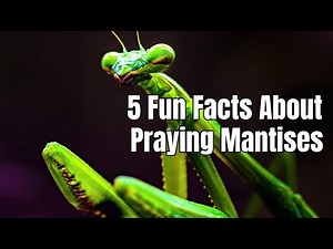 5 Fun Facts About Praying Mantises