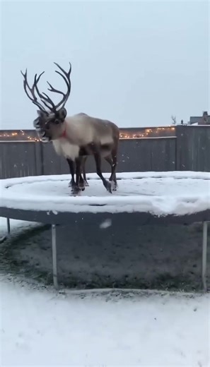 396K views · 16K reactions | Is already Christmas in somedays garden today #fblifestyle | The Organic Lab | Facebook