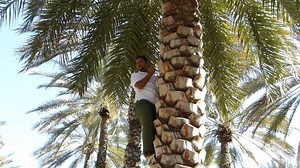 1.3K views · 3 comments | Hier kommt der Beweis: Unsere Reiseleiter gehen für uns manchmal sogar auf die Palme! ;-) Eine nicht ganz alltägliche Aktion bei unserer Reise in den Oman... | WORLD INSIGHT | Facebook