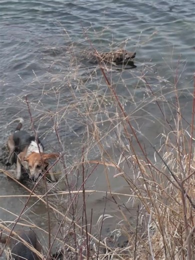 Coyote Hunting with Hounds: A Success Story