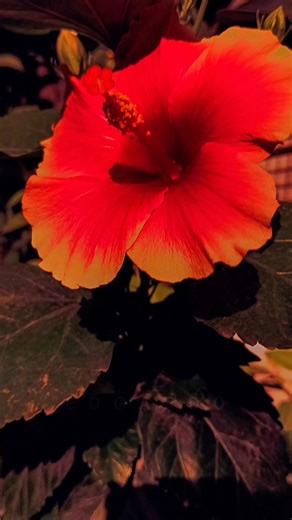 China Rose ✨🌺(hibiscus rosa - sinensis) #highlightseveryone #mobilephotography #naturephotography #highlights #flowers | Ed Junio