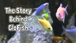 20 reactions · 12 comments | Do you know why GloFish were originally...
