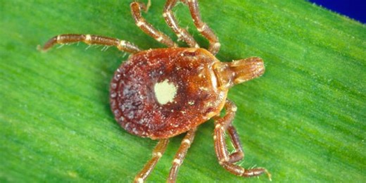 SWLA doctors say to watch out for ticks whose bites can cause a meat allergy