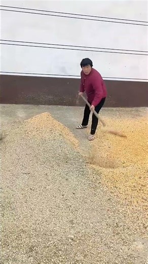 Winnowing Technique for Grain Cleaning | Removing Debris and Impurities