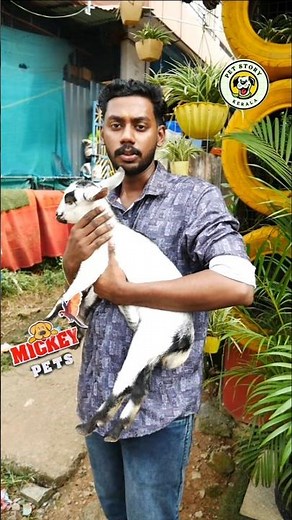 The smallest sheep in the world |