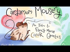 An Intro to Fancy Mouse Color Genetics, part 1