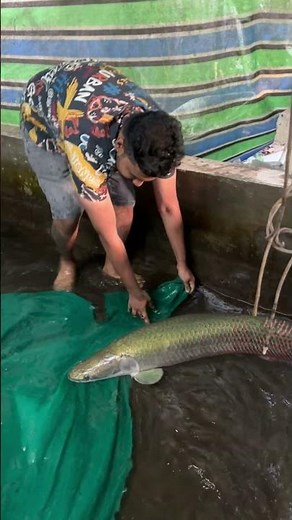 4 அடி arapaima மீன் ‼️5அடி catfish மீன் shipping ❌ #btaqua