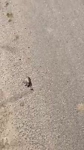 13K views · 106 reactions | Derguar deri tek Tetova Jonë!! | Tetova Jonë | Facebook