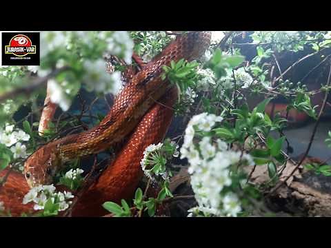 TERRARIUM NATUREL POUR PANTHEROPHIS GUTTATUS