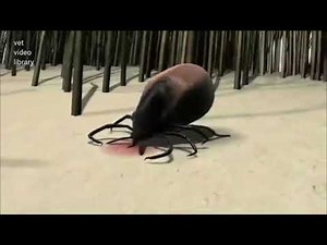 Life Cycle Of A Tick