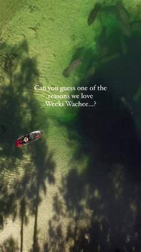 It’s easy to see why we love paddling in Weeki Wachee! 🌊 We so much enjoy sharing these beautiful waters with the manatees! | Get Up And Go Kayaking