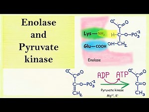 Enolase and pyruvate kinase