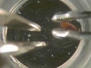 Bean Beetle Dissection for Collection of Ovarioles