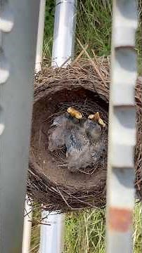 The sad story of a Robins nest, and the fight for survival in harsh environments. #birds
