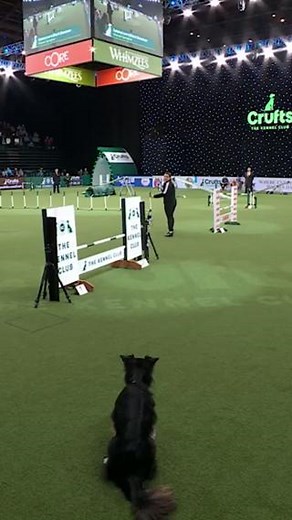 Today we're celebrating all Border Collies, who are known for their herding skills and incredible speed around an agility course! Here's a throwback to Crufts 2022 when this collie completed the course in 28 seconds! 😱 | Crufts