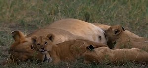 74K views · 2.9K reactions | A mother’s love, wild and pure. In the heart of the jungle, joy runs free as the lioness plays with her little ones. 女 #lionesslove #cubsinthewild #WildlifeJoy #MotherAndCub #NatureBond #fierceandgentle #jungleplay #lionfamily #wildheart | Refill Reels | Facebook