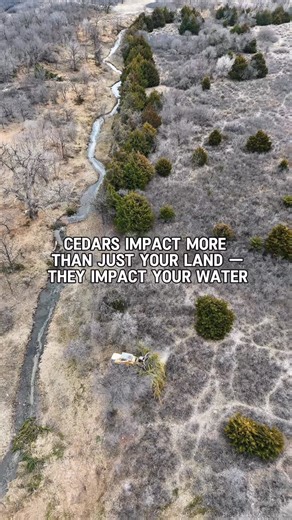 Will Stewart | Cedar Tree Removal on Instagram: "Cedars affect water more than most people realize. Dense stands can cut streamflow by 20-40% — and we’ve literally seen streams return after clearing. Get ahead while you can. #hitscedarclearing #cedarremoval #cedartrees #invasivespecies #cedarclearing"