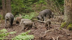 How three non-native species triggered irreversible extinctions