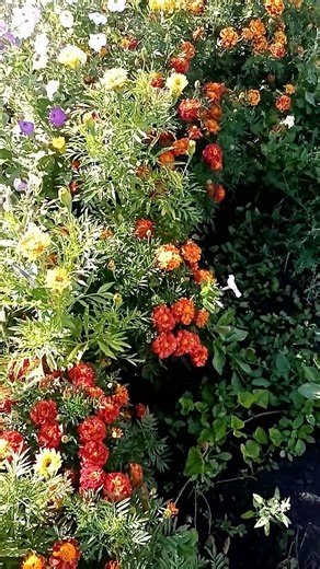 Букет живых Цветов. #flowers #садоводничество #nature