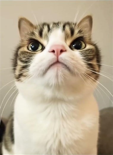 The Grumpiest Cat on YouTube 😾🔥