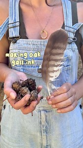279K views · 69K reactions | Oak galls are falling and browning right...