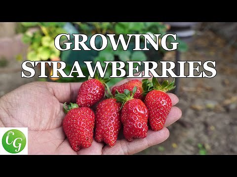 Maximize Your Strawberry Yields with Grow Bags: The Ultimate Guide
