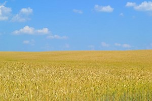 Ukrainian Government to Start Blockchain Land Registry Trial in October