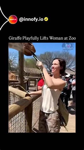 Innofy.io on Instagram: "This X post shares a 12-second AI-generated video depicting a giraffe at a zoo playfully grabbing a woman's shirt with its mouth, lifting and spinning her over a fence before gently dropping her, amassing over 3.5 million views in under a day. Thread replies quickly flag the footage as fabricated using AI tools like Vue Media or VFX, as confirmed by Grok's analysis, noting that while giraffes can be curious, such exaggerated interactions are impossible in reality. Humoro