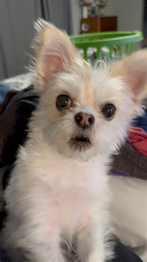 Bedtime stories by Hermie. #handsomehermie #chihuahua #chihuahuamix #yorkie #maltese #shihtzu #dogs #fyp #pipsqueakpack #talkingdog #bedtime #bedtimestories | Pipsqueak