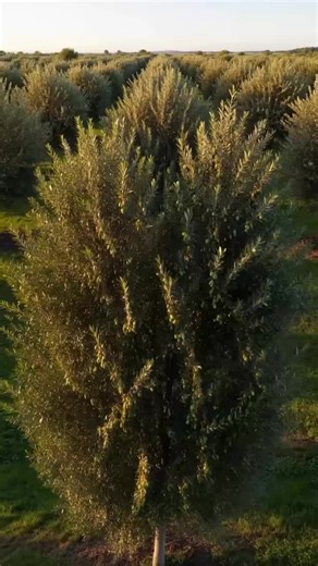 Amazing Olives Farms to inside the Factory Process 🏭 🫒🏭🫒🏭🫒🏭🫒🏭🫒🏭🫒 #FoodProcessing #IndustrialProcess #FactoryLife #HowItsProcessed