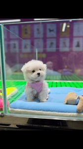 26K views · 152 reactions | За энэхүү бяцхан цагаан Tea Cup Bichion...