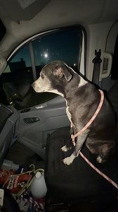 4.5K views · 96 reactions |  Update as of 9:20 we are only short $278 https://square.link/u/jmteS9DI https://venmo.com/u/Gracies-Project https://cash.app/$GraciesProject Mailing address: PO BOX 2512 Amarillo, TX 79105 https://www.paypal.com/donate/?hosted_button_id=XJGNNPBRCAX5A&fbclid=IwAR1O3ruTjNk742X2ecKRooGJusRG_vO_RTY19cUpDjB6BHkACAFEQBVp7tk | Gracie's Project | Facebook