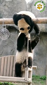 10K views · 148 reactions | Naughty panda babies | Dancing with animals | Facebook