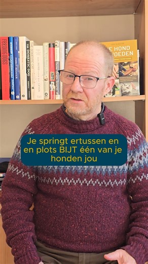 Geert De Bolster on Instagram: "Tussenkomen bij spanning tussen twee honden uit hetzelfde gezin, en dan word jij gebeten. Hand. Voet. Net waar je ingrijpt. Dat gebeurt niet omdat een hond “tegen jou” is. Het gebeurt omdat jouw angst het overneemt. Jij schiet in automatische piloot en ..., en daardoor kan: 1. het conflict tussen de honden escaleren. 2. er gebeurt een omgerichte beet: een hond richt zich onbewust naar jou, omdat jij plots mee in het spanningsveld stapt. En deze is belangrijk om ov