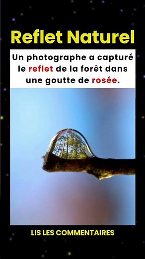 Un photographe capture le reflet de la forêt dans une goutte de rosée 💧🌳