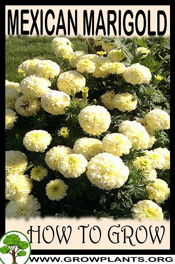 Mexican marigold - How to grow & care