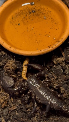 𝕮𝖍𝖆𝖗𝖑𝖎𝖟𝖊 on Instagram: "Feed my emperor scorpion a tasty superworm with me🦂🖤 These beautiful creatures usually have a bad rep and people assume they are deadly and aggressive… but in reality they are just chill guys minding their business unless provoked I got this guy back in June and has yet to have their first molt with me, I’m looking forward to watching the growth process from juvenile to adult!! #emperorscorpion #scorpion #pandinusimperator #invert #exoticpet"