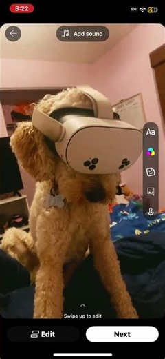 Can dogs play vr? Welp here is your answer! Btw it would let me post it so I screen recording it cha