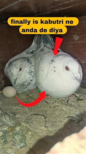 Finally is kabutari ne anda de diya 🤩 #viral #pigeon #vilogpigeon #kabootar #mha #2026 #shortvideo