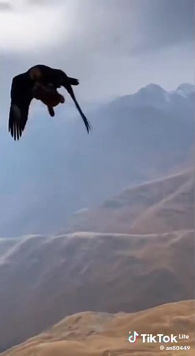 ❗C'est plus difficile de piège un aigles.......La seule défense de l'aigle c'est sont territoire qui est le ciel .... Notre territoire c'est la parole peut importe...les pièges de l'enemie .. nous serons victorieux. | Raphael Tshilumba Rgb