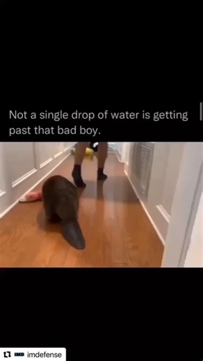 beaver on Instagram: "🦫🦫 . Via 📸📽️ unknown . . Follow @beaver_lover_life 😍💙🤍👈 . . . #beaver #wildlife #wildlifephotography #beavervideos #naturevideos #wildlifevideos #animalvideos #naturephotography #explorecanada #saskatchewan #canadianwildlife #urbanwildlife #beaverspot #americanbeaver"