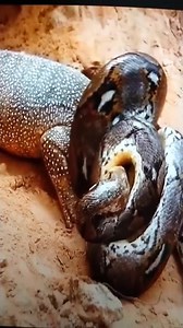 Great battle between komado dragon and snake | Wild Animals.