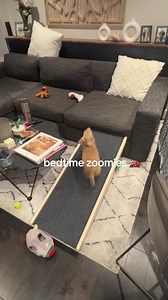 If you have a dog as naughty as @theminidoxiepluto , you definitely need a ramp to protect your dog's back 👉 https://alpha.fan/3KoKRWS #DogRamp #Naughtdog #dachshund #AlphaPaw | Alpha Paw