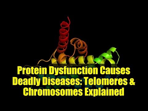 Protein Dysfunction Causes Deadly Diseases: Telomeres & Chromosomes Explained