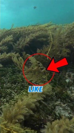 If You See Moving Seaweed… Don’t Panic 😳 | The Leafy Sea Dragon